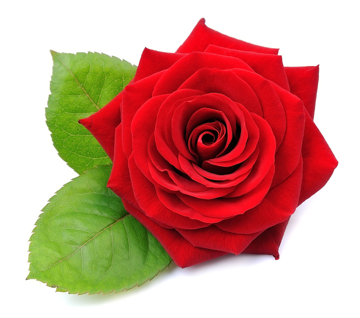 Rose Flavour | Flavorite Singapore
